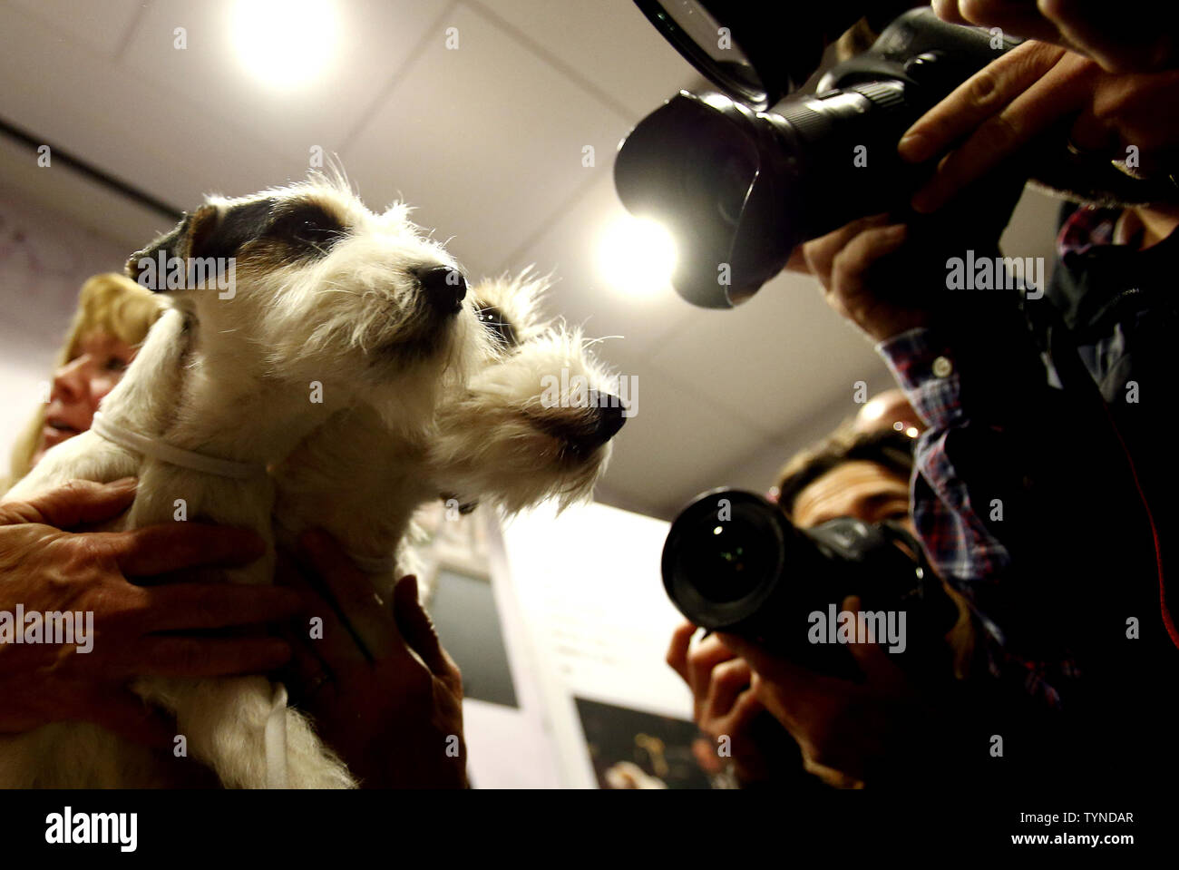Two Russell Terriers are photographed at a press conference two weeks ...