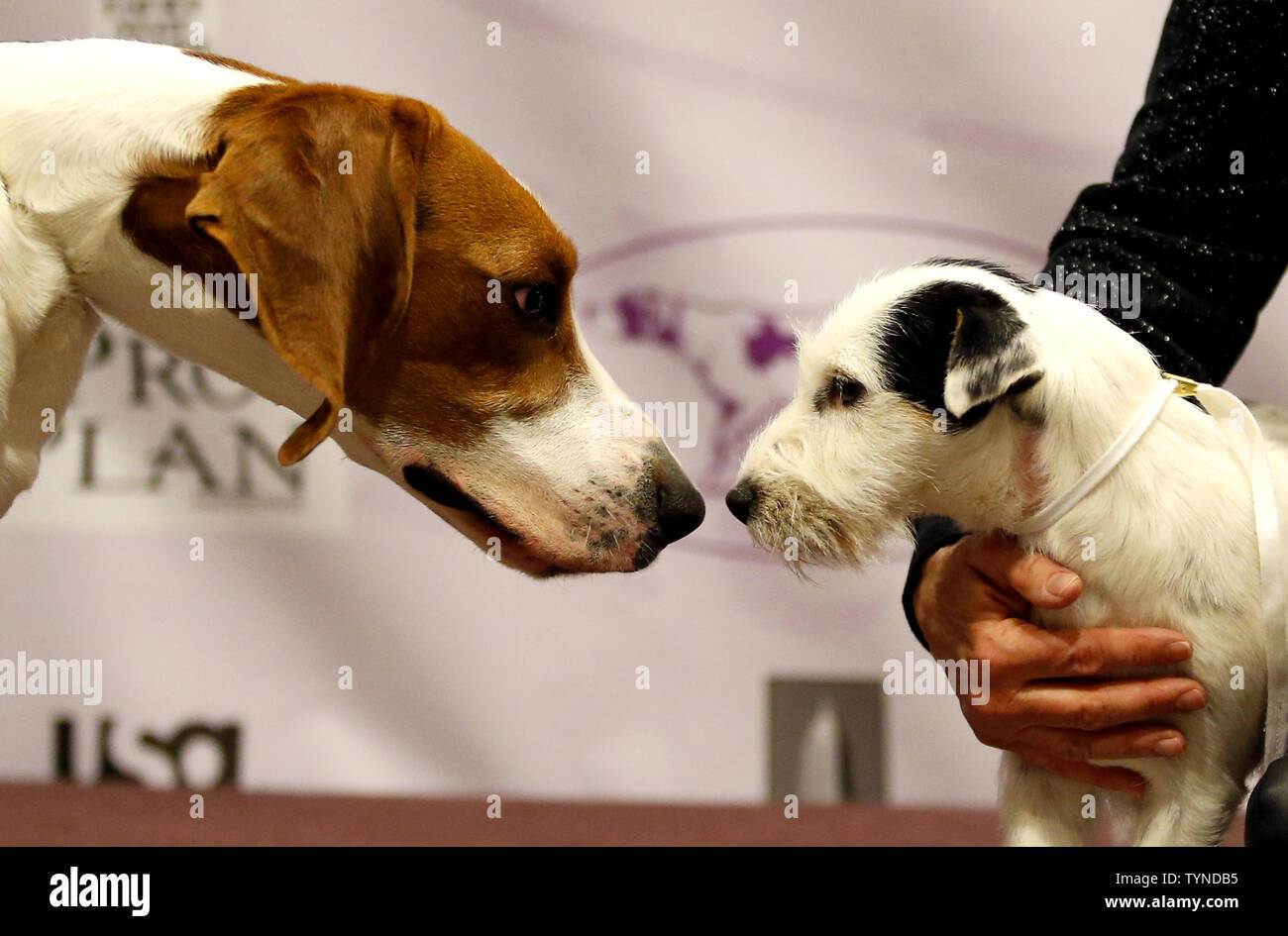 A Treeing Walker Coonhound and a Russell Terrier meet on a platform at ...