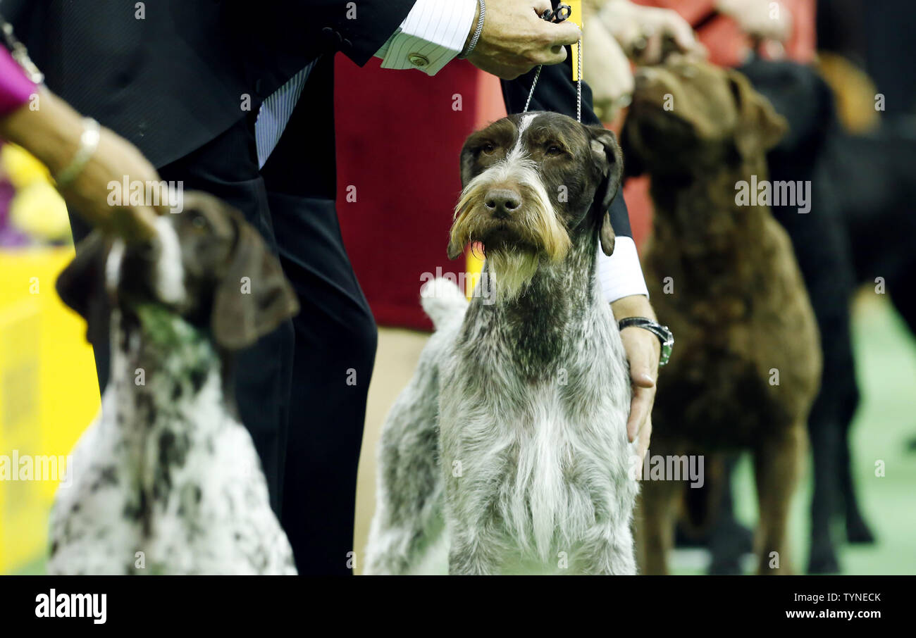 Oakley, the German Wirehaired Pointer, wins the sporting group at the ...