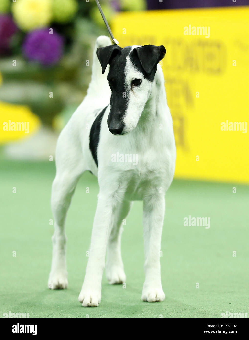 Smooth Fox Terrier Dog