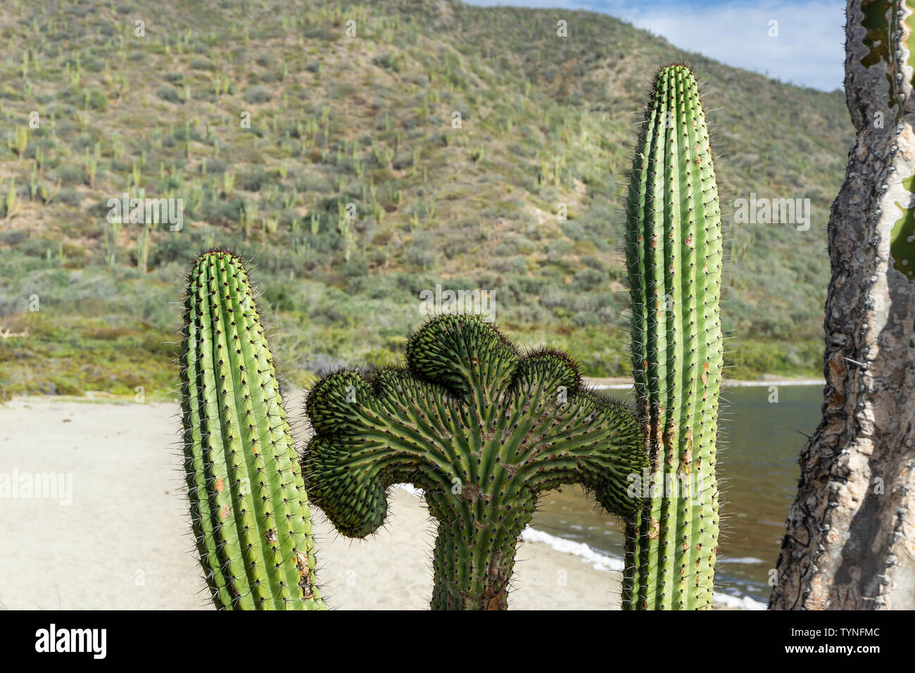 cactus in Baja California ,Mexico Stock Photo - Alamy