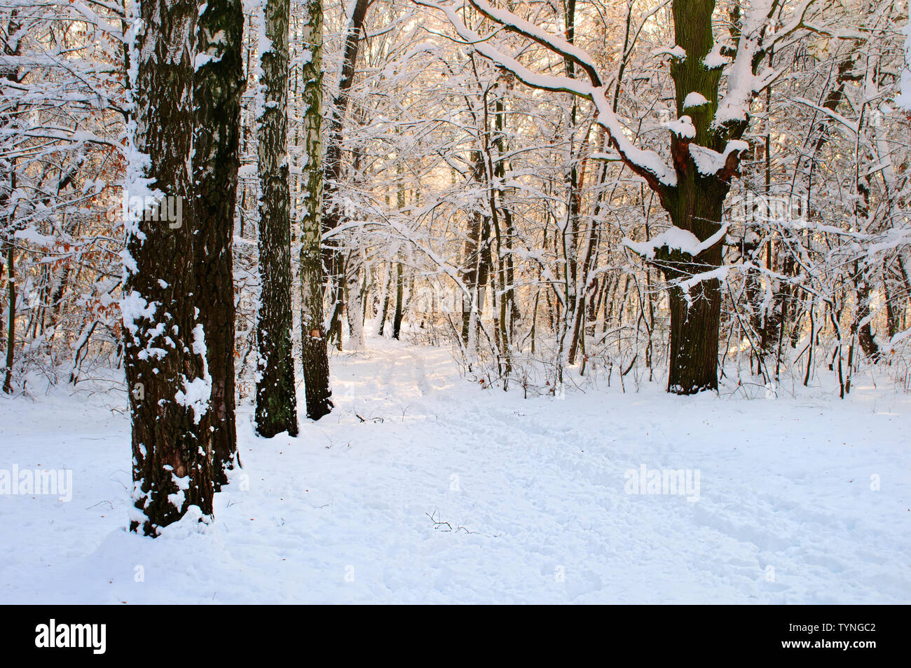 Winter morning in a forest full of snow Stock Photo - Alamy