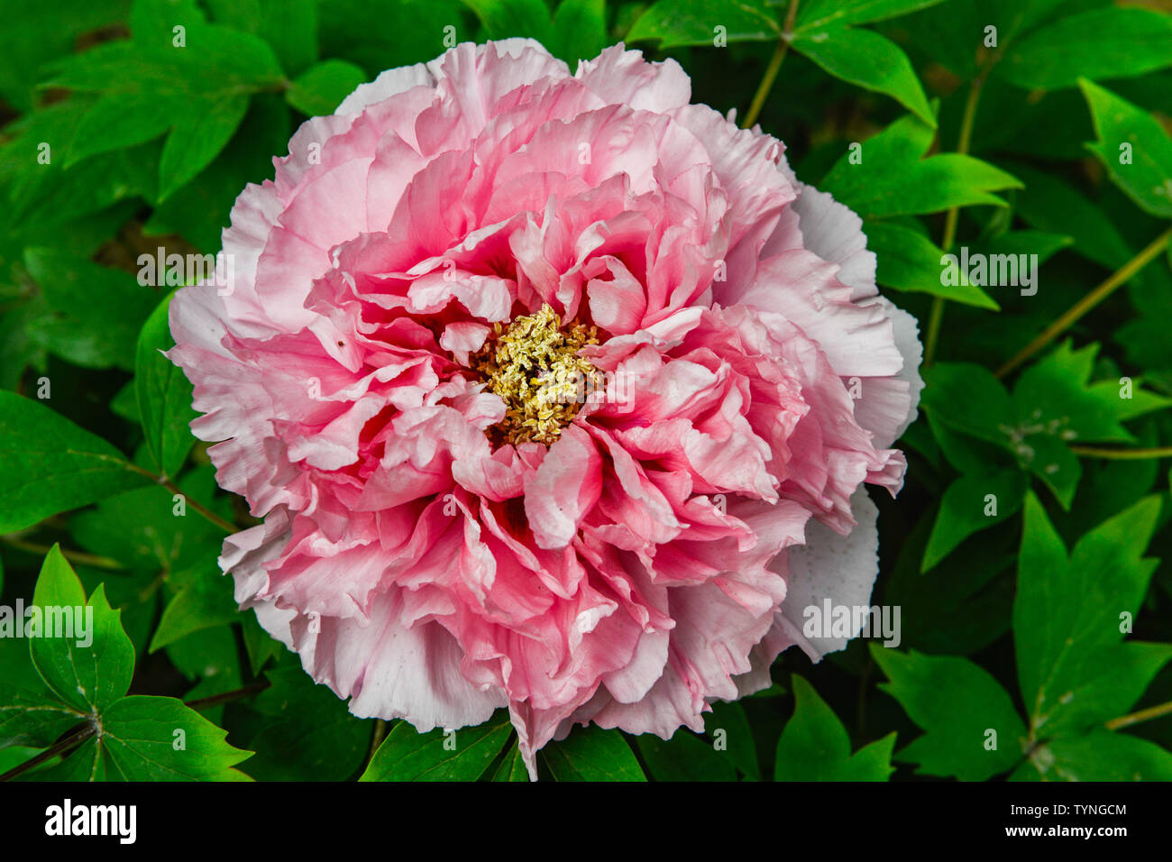 Peony map hi-res stock photography and images - Alamy