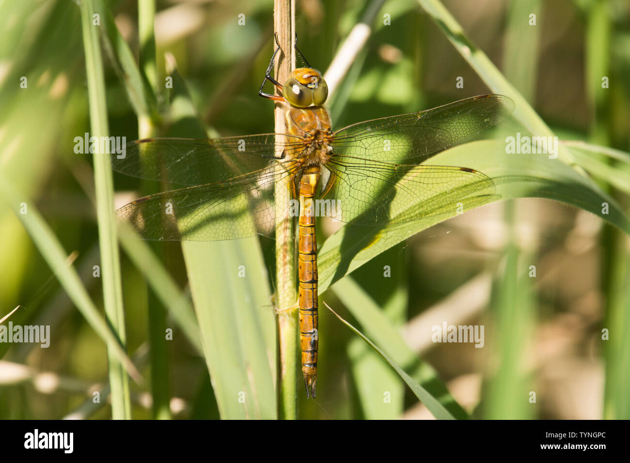 The Norfolk Hawker, Aeshna isoceles, dragonfly. resting, top view, back ...