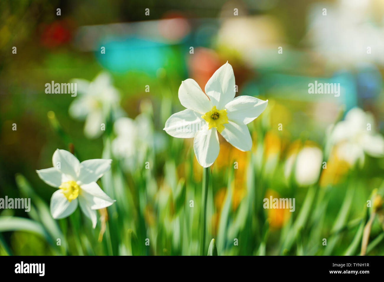 White crocuses on sunny hi-res stock photography and images - Alamy