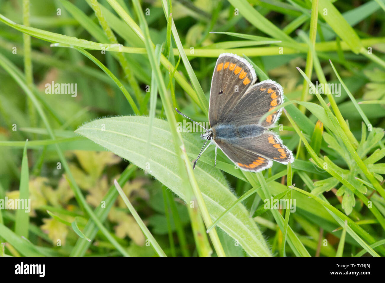 Female aricia agestis hi-res stock photography and images - Alamy