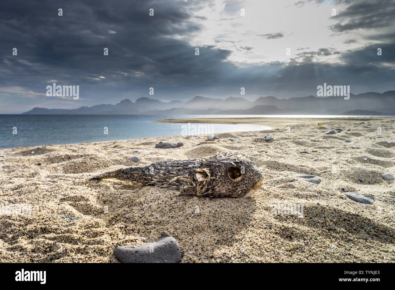 Dead dragon hi-res stock photography and images - Alamy