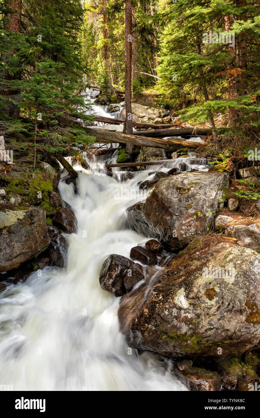 Sunlight warms the forest at Calypso Cascades in the Wild Basin in ...