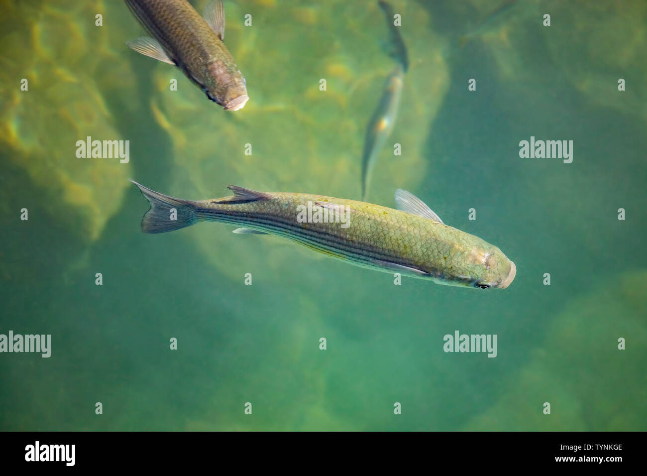 Atlantic Ocean Water Tour Guide High Resolution Stock Photography and ...
