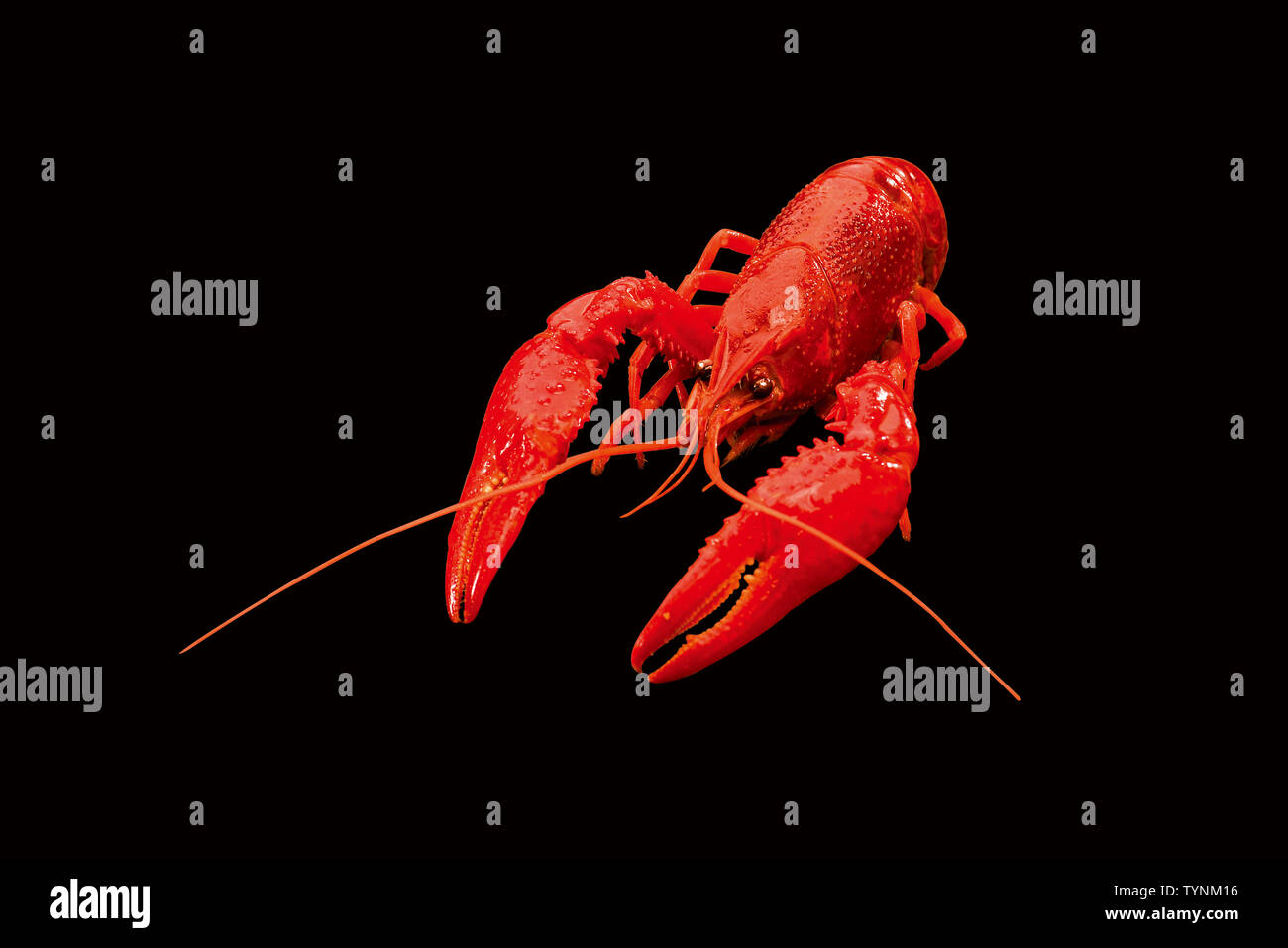 Crustaceans blood hi-res stock photography and images - Alamy