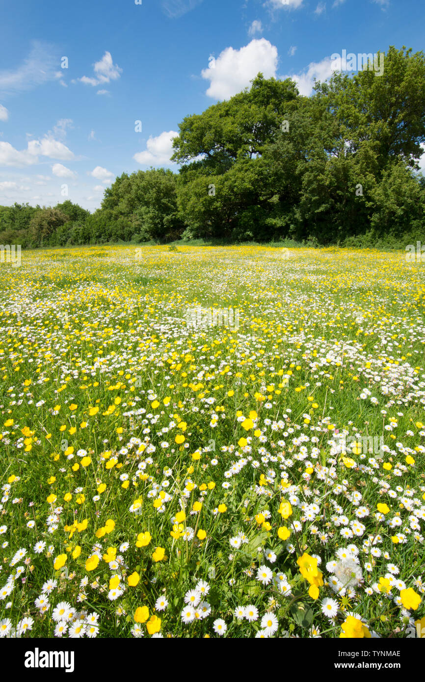 wild flower meadow, field of wild flowers, Bulbous Buttercup ...