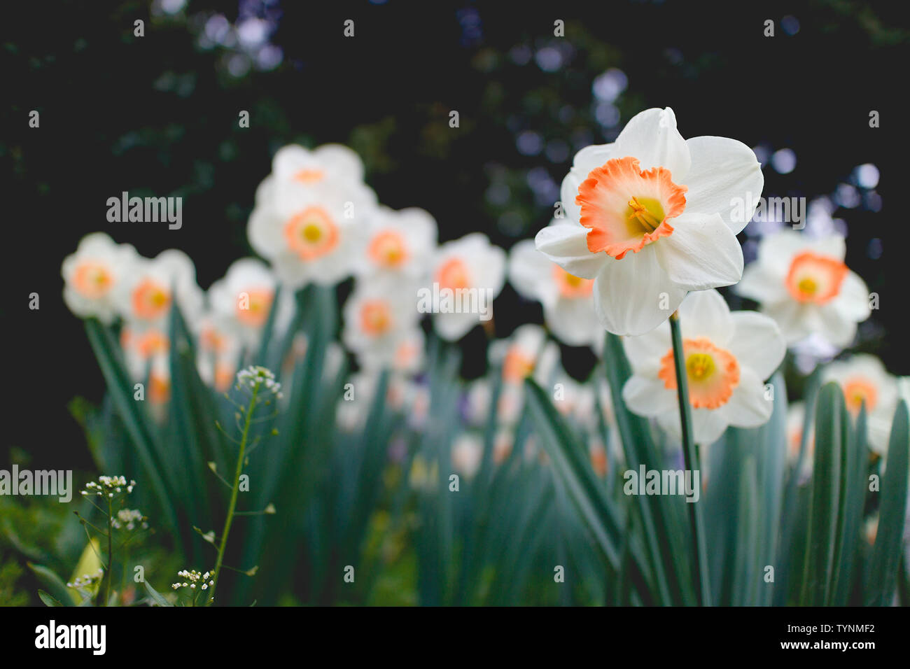 Prince Prince Bay Park, Hangzhou Stock Photo - Alamy