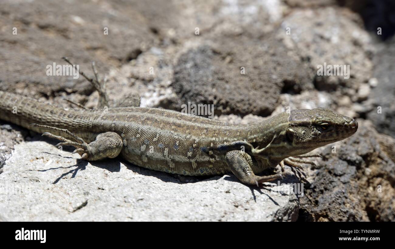 Grey lizard hi-res stock photography and images - Alamy