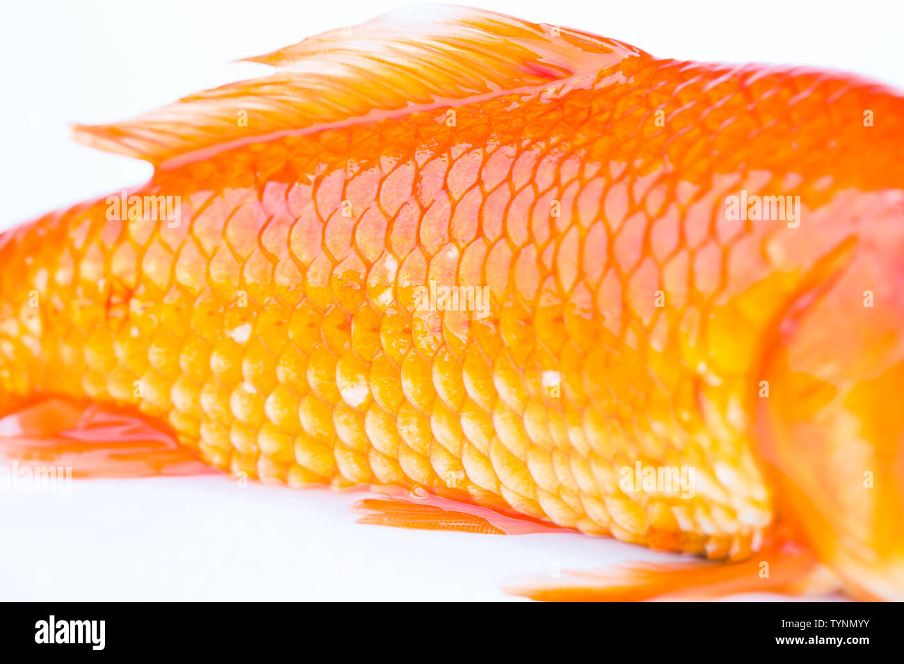 Goldfish scales hi-res stock photography and images - Alamy