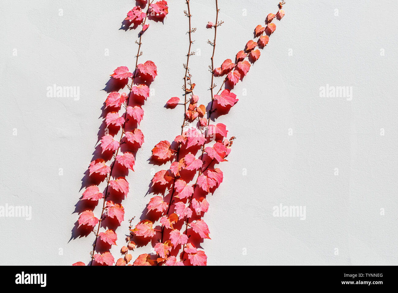 Red climber on the white wall Stock Photo - Alamy