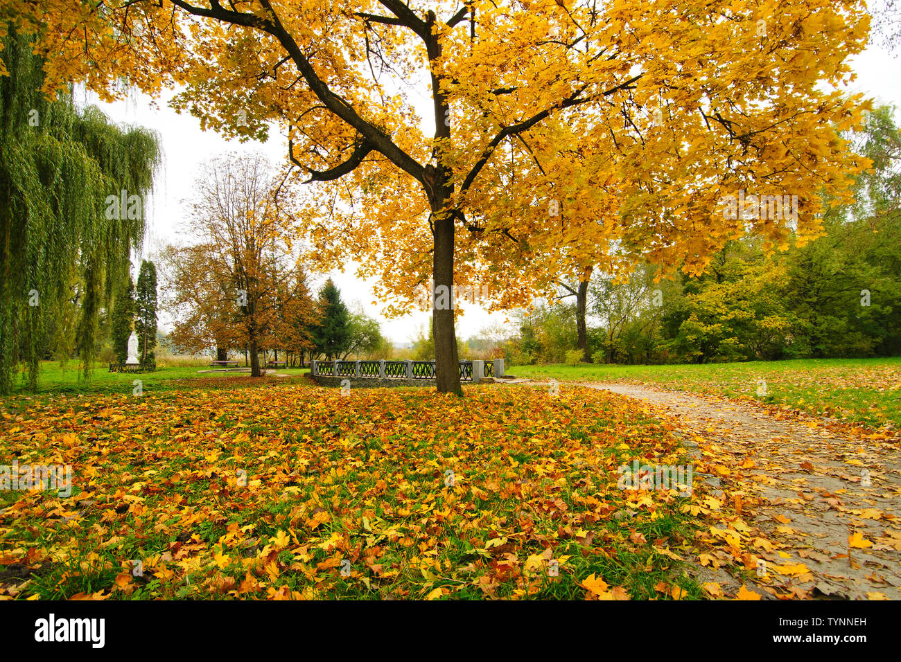 Maple tree with leaves of golden fall colors in the park Stock Photo ...