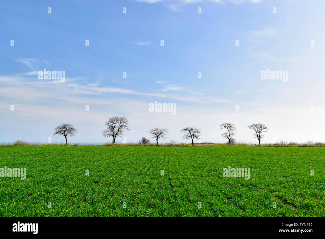 Beautiful spring green field with trees Stock Photo - Alamy