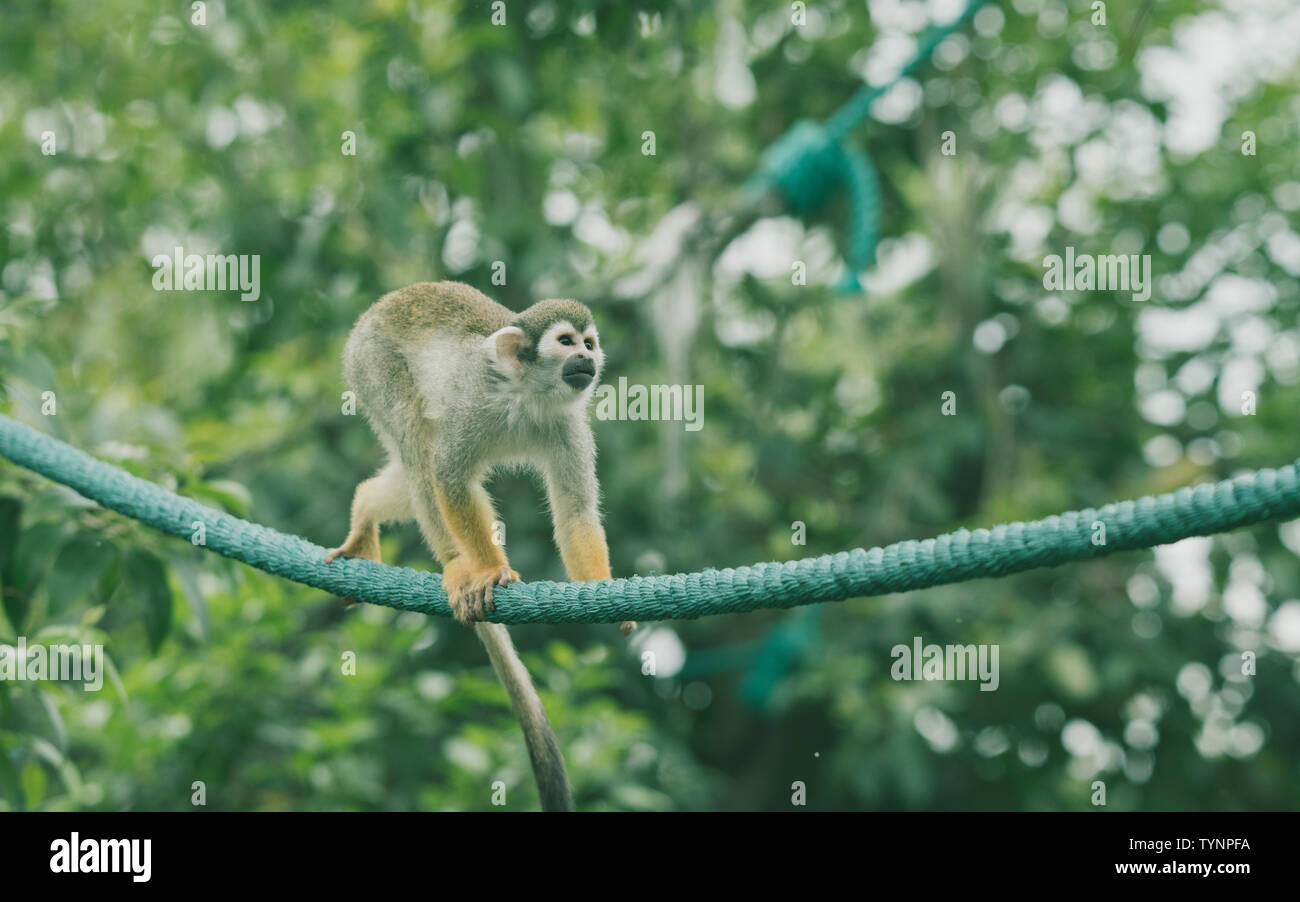 Spider monkey trees hi-res stock photography and images - Alamy