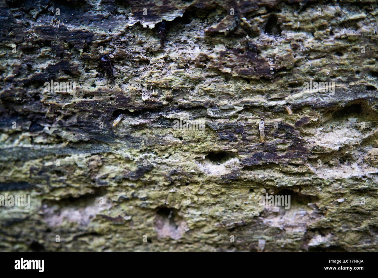 old rotten tree stem Stock Photo - Alamy