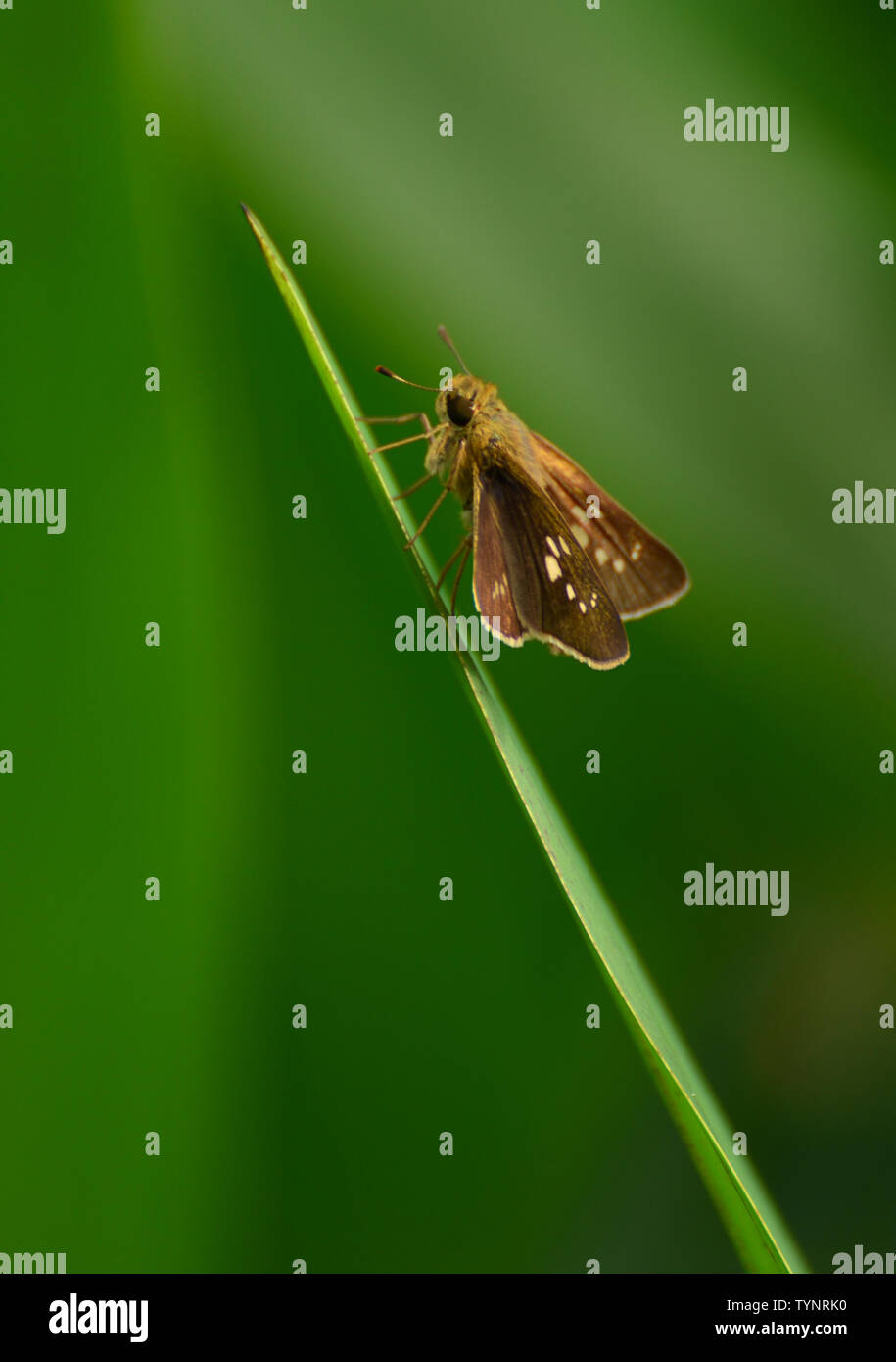 Exquisite moth hi-res stock photography and images - Alamy