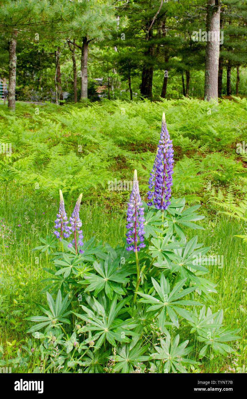 Lupines hi-res stock photography and images - Alamy