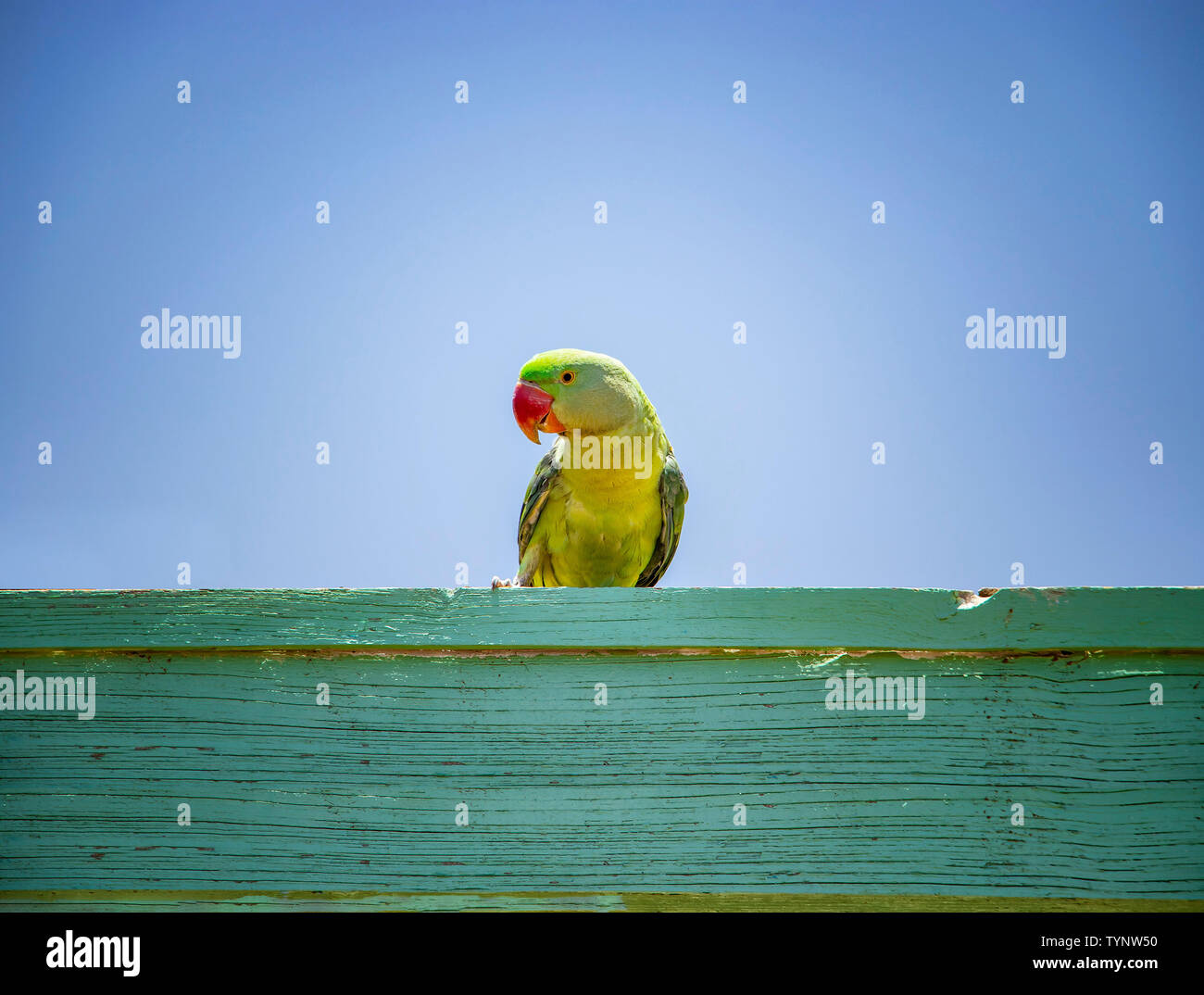 Green parrot sitting on a wooden sign. Behind him is the blue sky. It ...