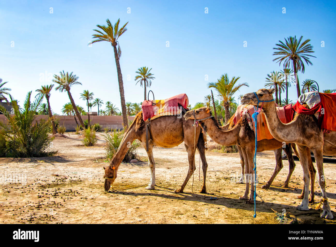 Camels marrakesh morocco africa hi-res stock photography and images - Alamy