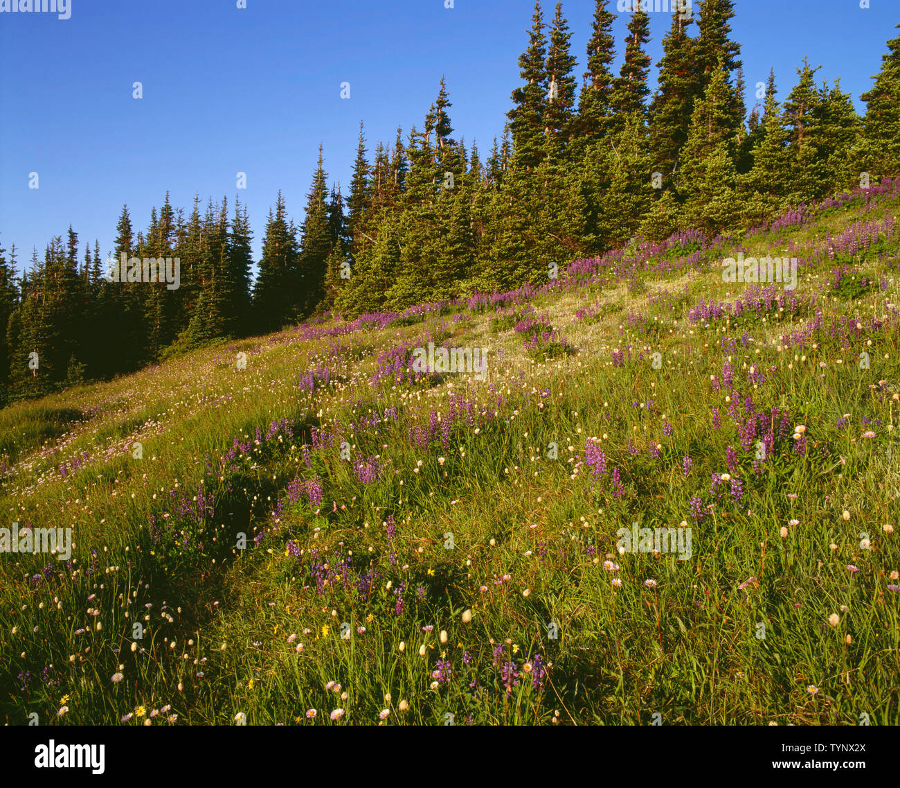 USA, Washington, Olympic National Park, Wildflower meadow of lupine ...