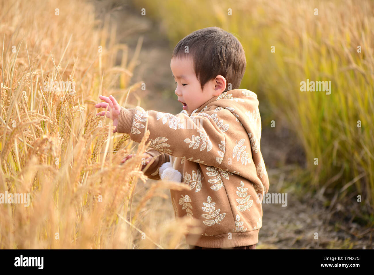 Happy little boy in the rice field Stock Photo - Alamy