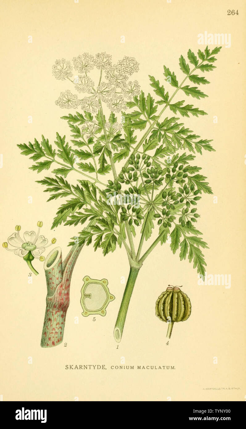 Beautiful vintage hand drawn illustrations of plants and flowers from ...