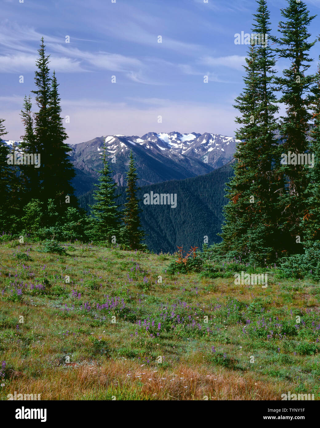 USA, Washington, Olympic National Park, Alpine meadow and distant peaks ...