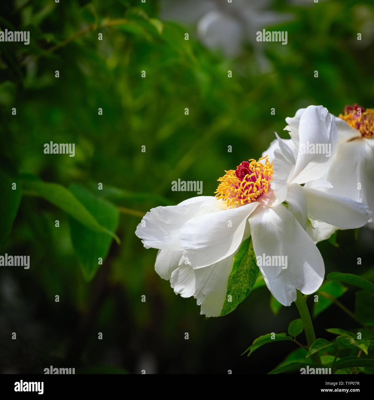 Luoyang peonies and flowers hi-res stock photography and images - Alamy