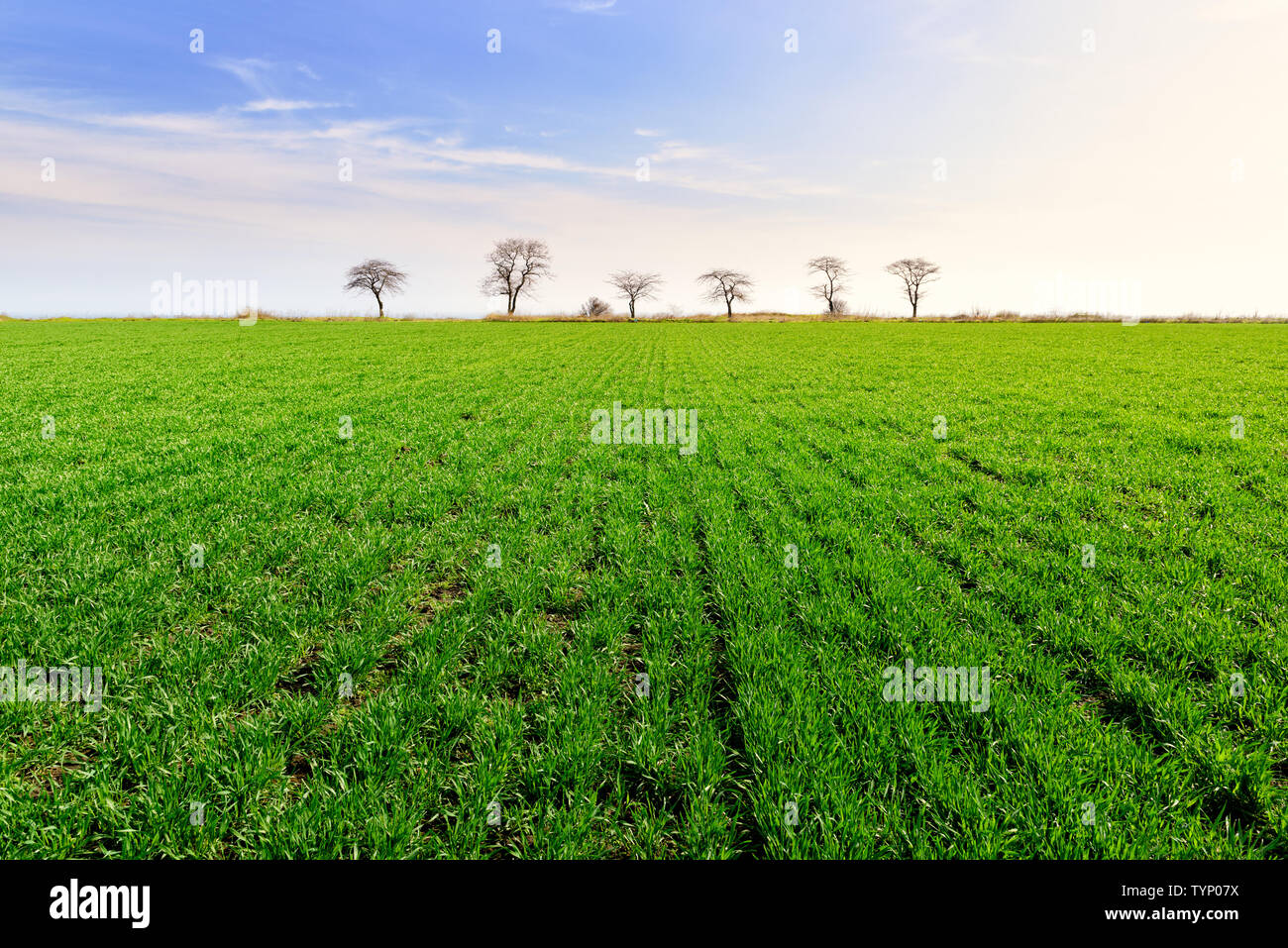 Beautiful green spring field in the morning with line of trees on the ...
