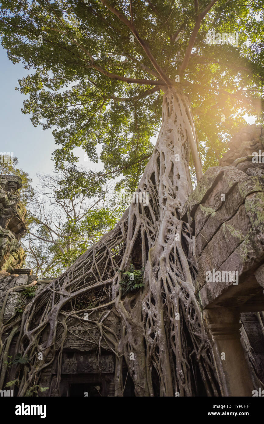Angkor Wat Angkor's smile Stock Photo - Alamy