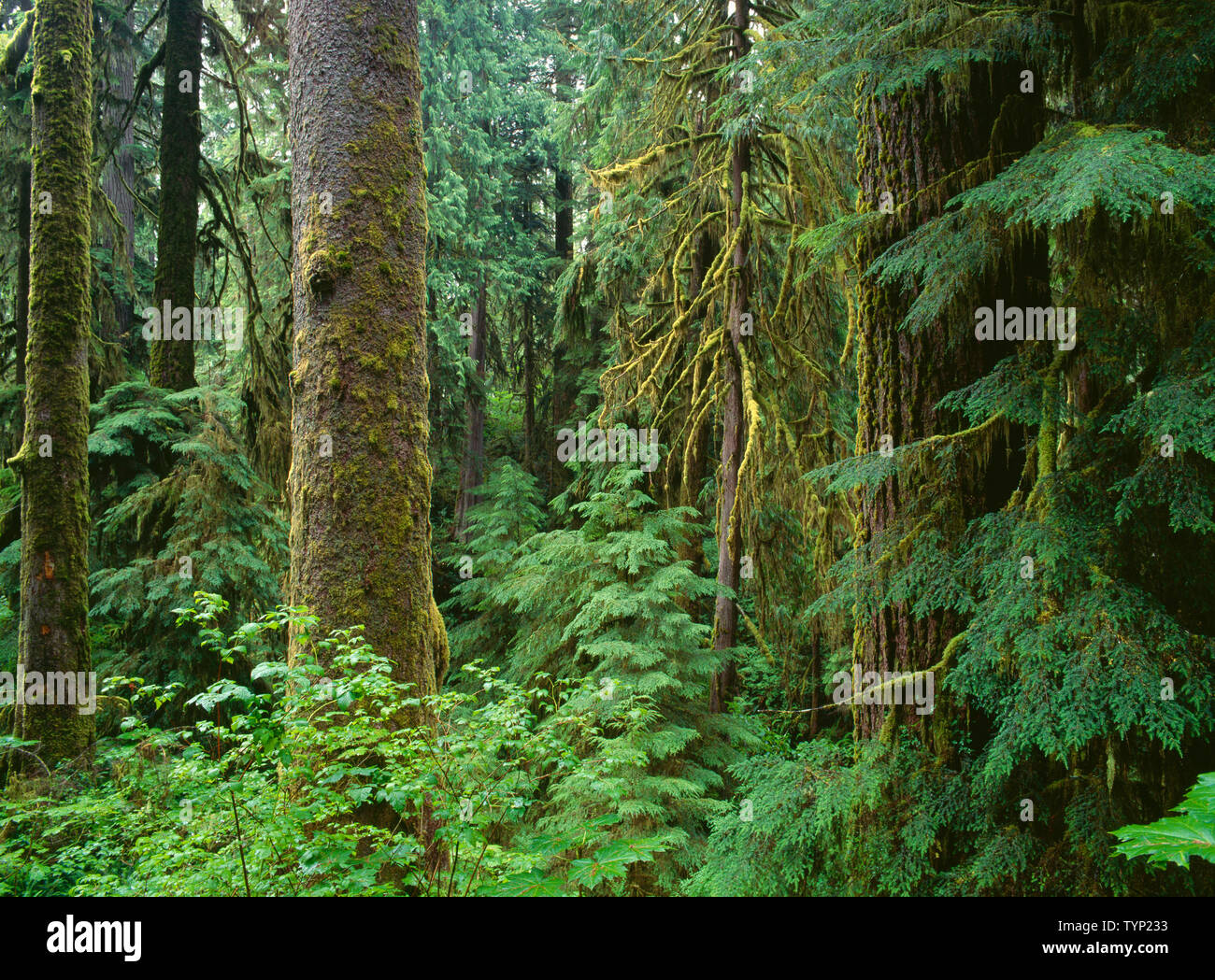 USA, Washington, Olympic National Park, Temperate coniferous rainforest ...