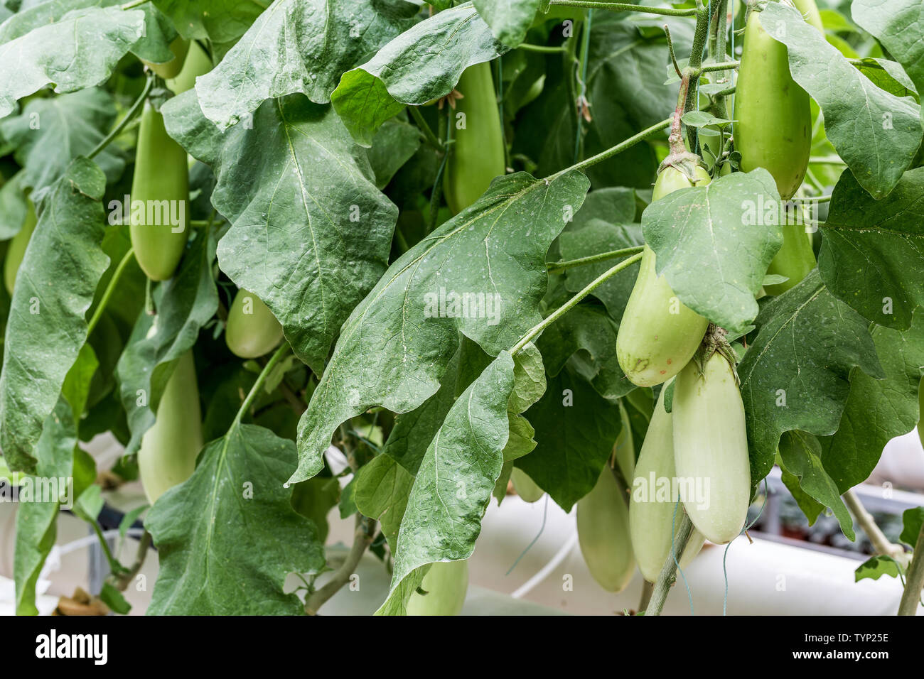Health expo hi-res stock photography and images - Alamy