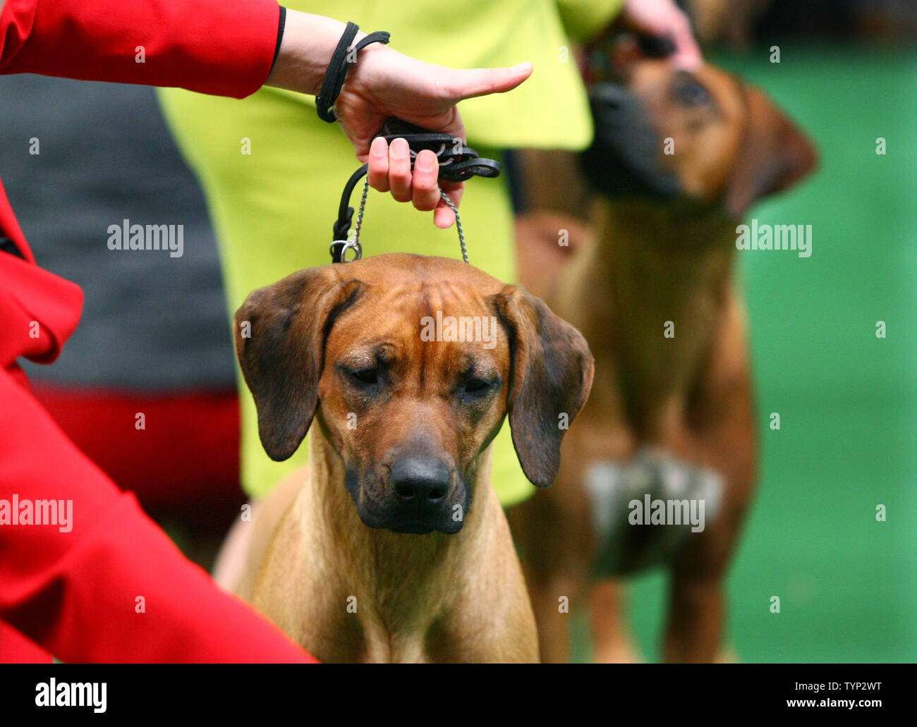 Rhodesian ridgebacks hi-res stock photography and images - Alamy
