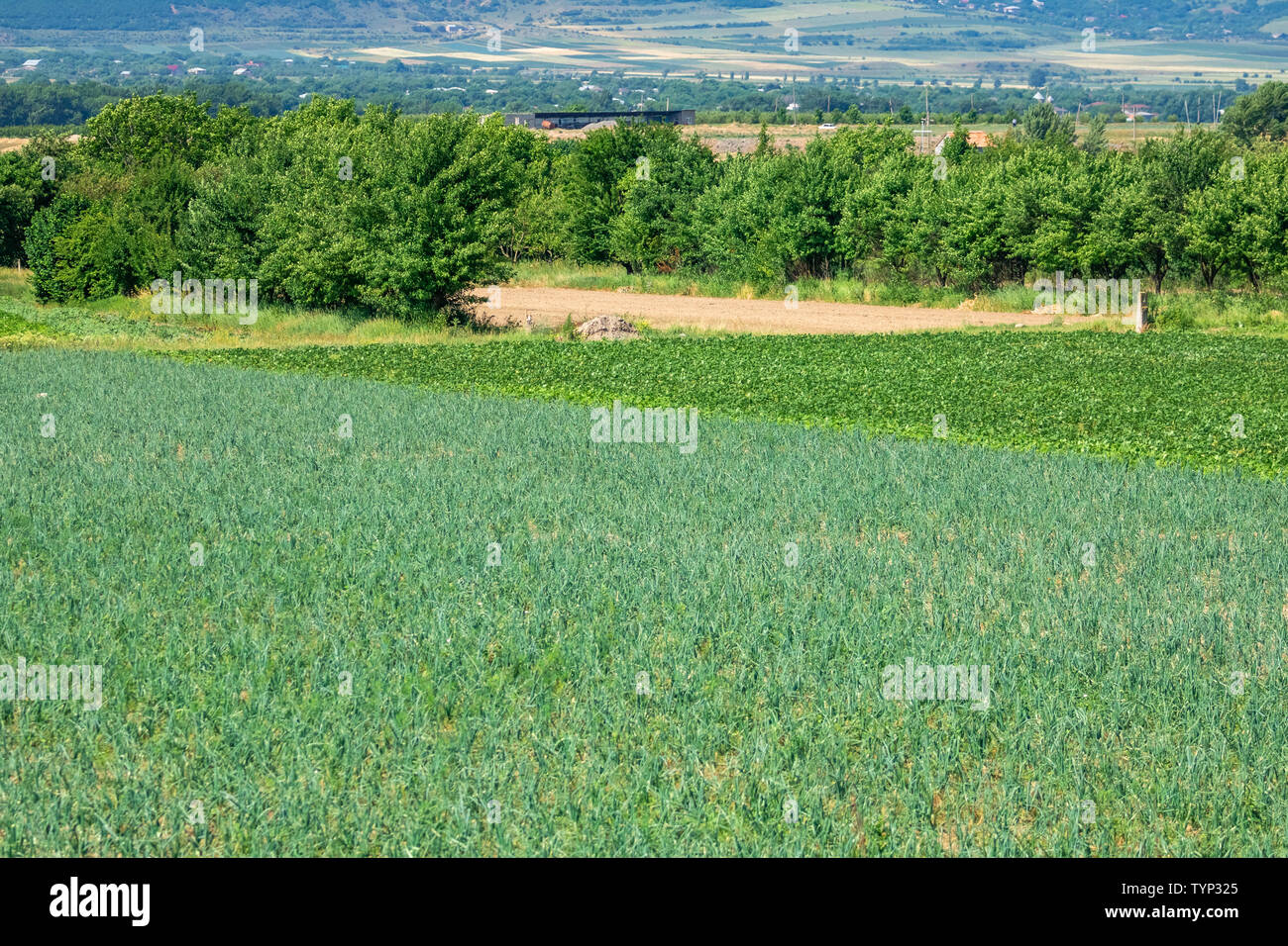 Agricultural field with green onion, Onions are growing in farm field ...