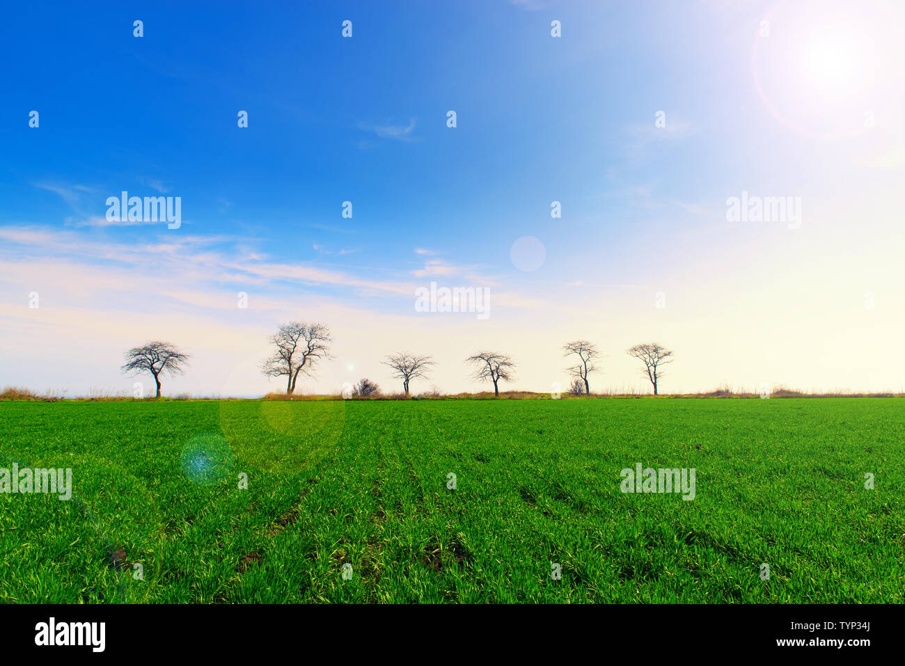 Beautiful green spring field in the morning with lens flare and line of ...