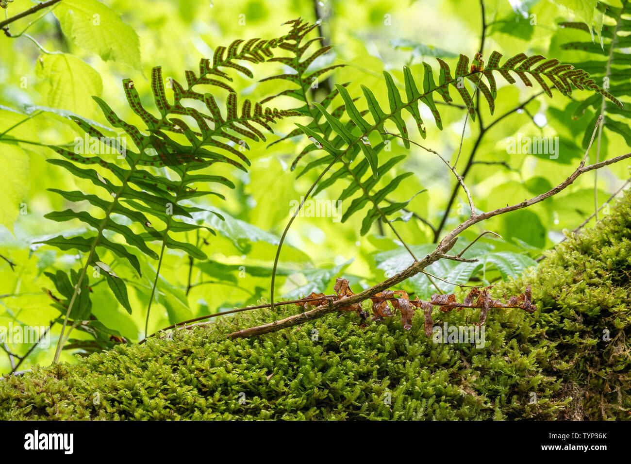 Common polypody fern Polypodium vulgare grows among thick moss ...