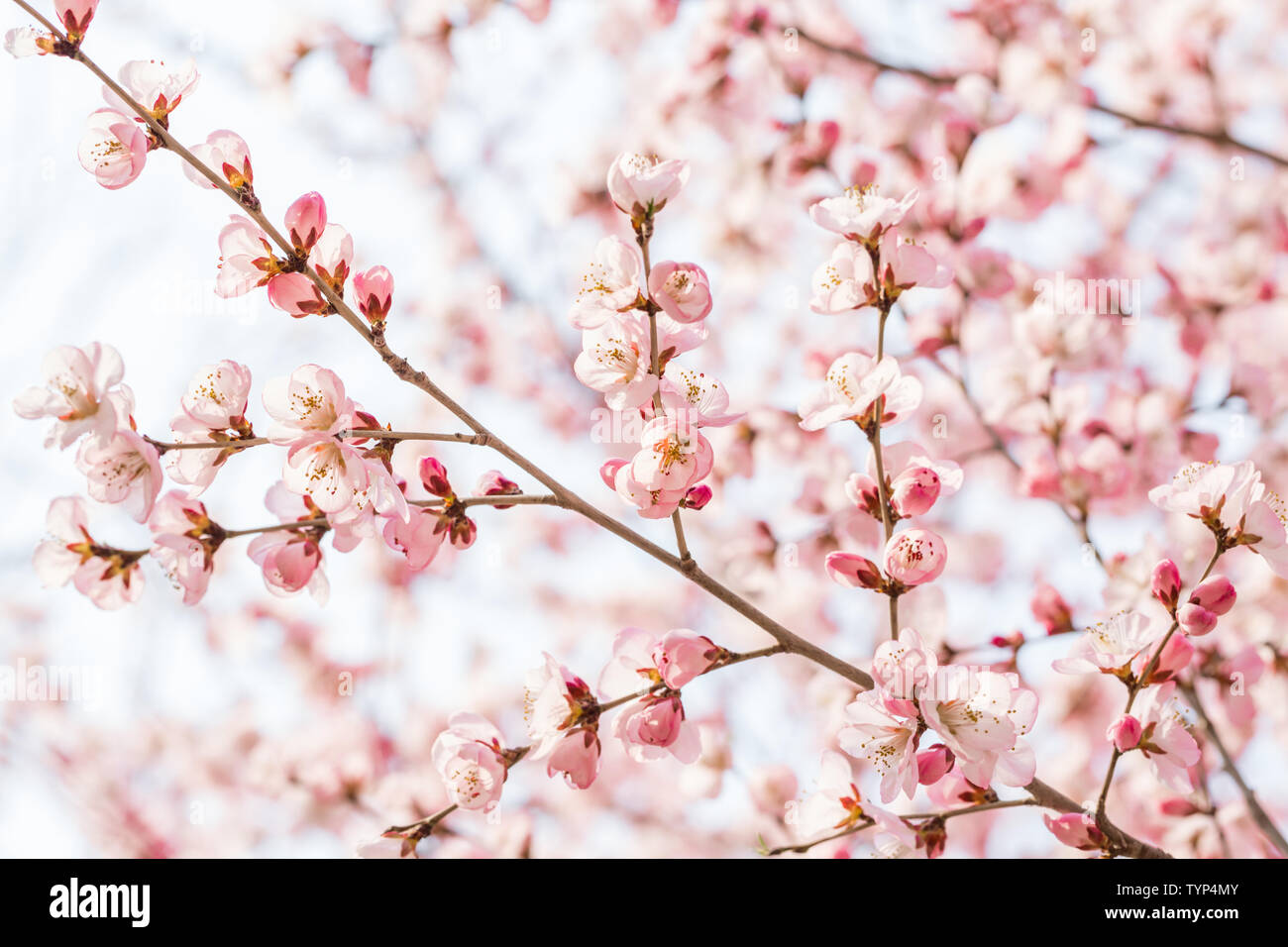 Peach blossom background Stock Photo - Alamy