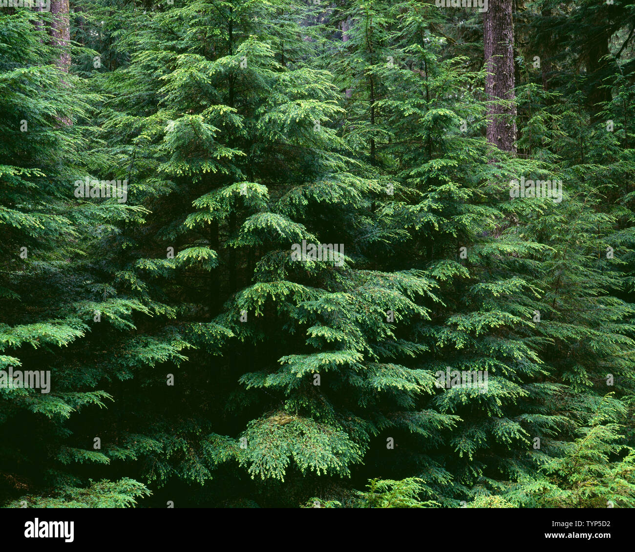 USA, Washington, Olympic National Park, Western hemlock saplings and ...