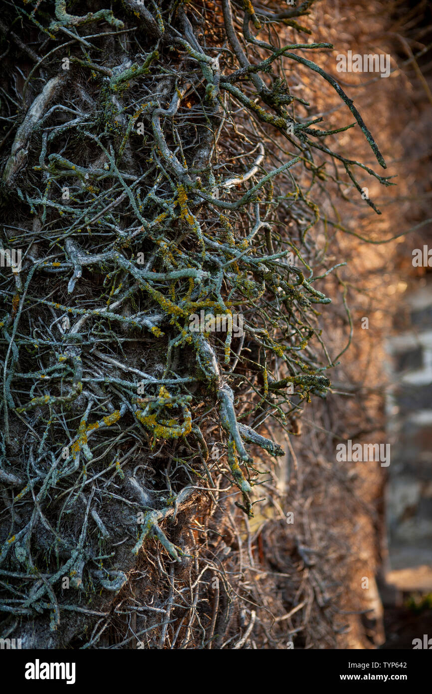 Strong roots hi-res stock photography and images - Alamy
