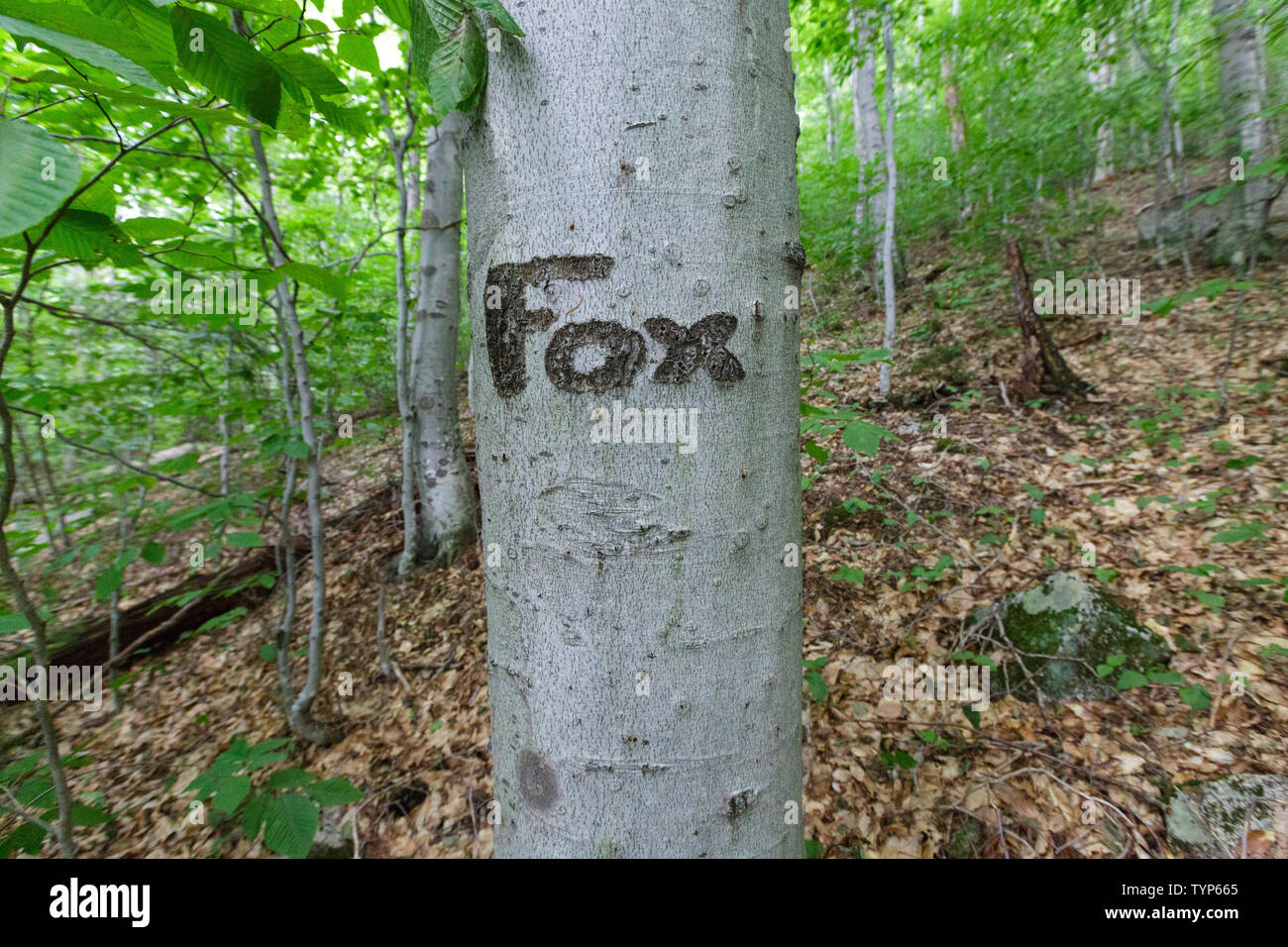 The word Fox carved into a beech tree along the old Osseo Trail in ...