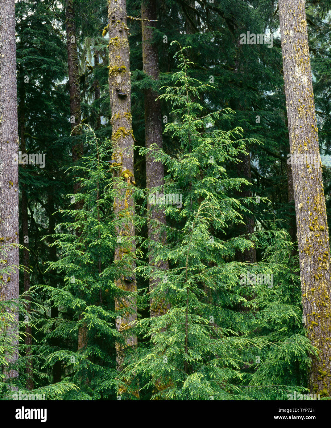 Saplings rainforest hi-res stock photography and images - Alamy