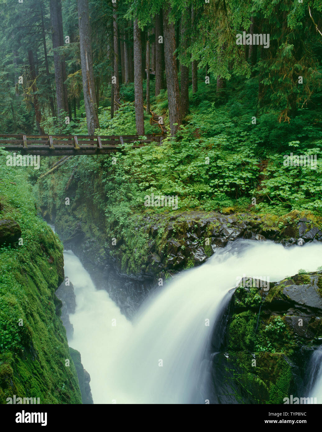 USA, Washington, Olympic National Park, Sol Duc Falls has carved a deep ...