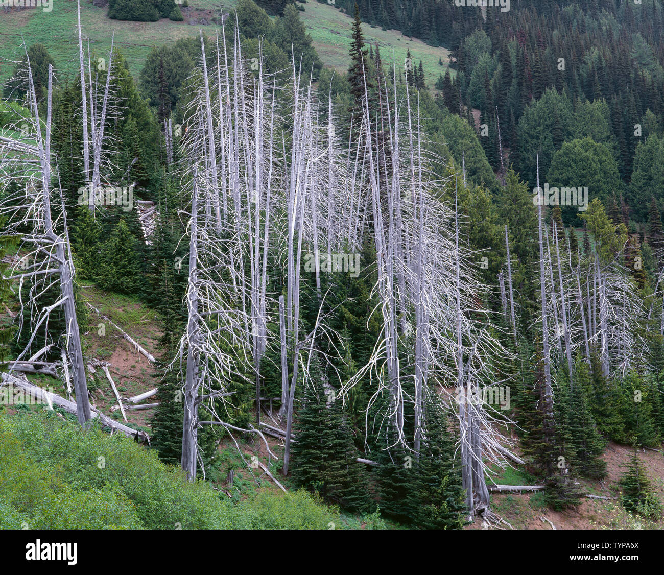 USA, Washington, Olympic National Park, Silvery snags called a silver ...