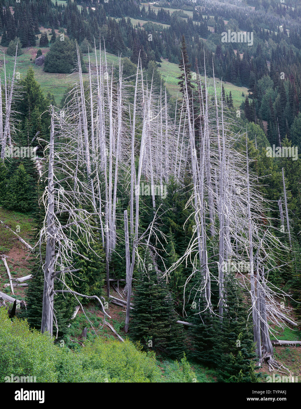 USA, Washington, Olympic National Park, Silvery snags called a silver ...