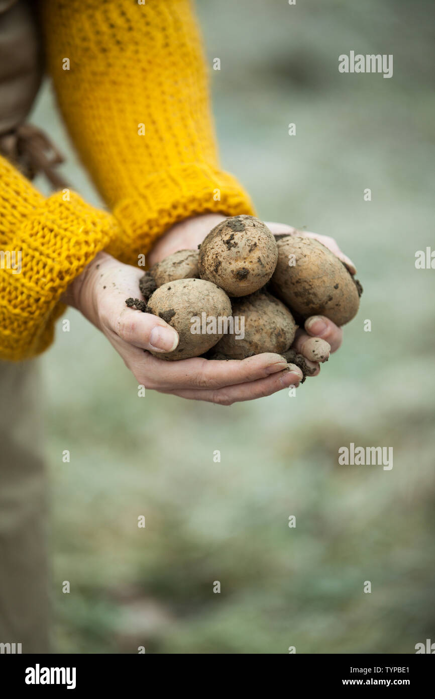 female hand is holding a potato covered with soil with a blurred ...