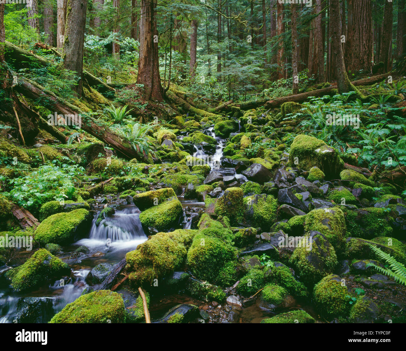 Sol duc valley hi-res stock photography and images - Alamy